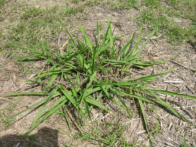 How to Get Rid of Dallisgrass in Your Northeast Ohio Lawn