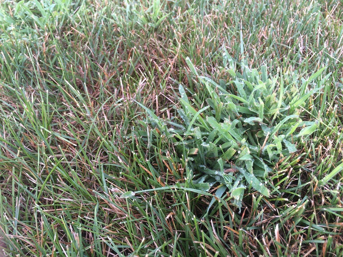 How To Tell The Difference Between Nutsedge And Crabgrass In My Lawn 3619