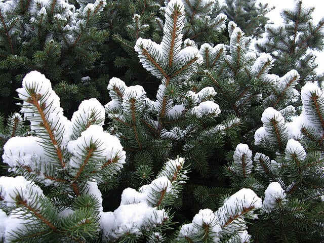 Spring Recovery Tips for Winter-Burned Evergreens and Shrubs