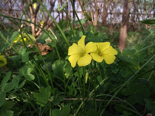 How to Stop Oxalis Weeds from Invading Your Lawn