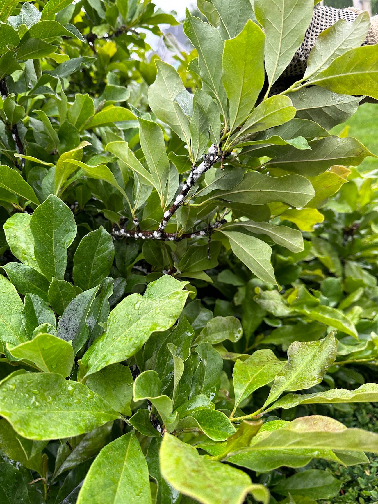 Arborvitae Health Problems and How To Prevent Them